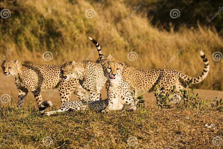 Four Cheetah on Safari stock photo. Image of felidae, safari - 7462188