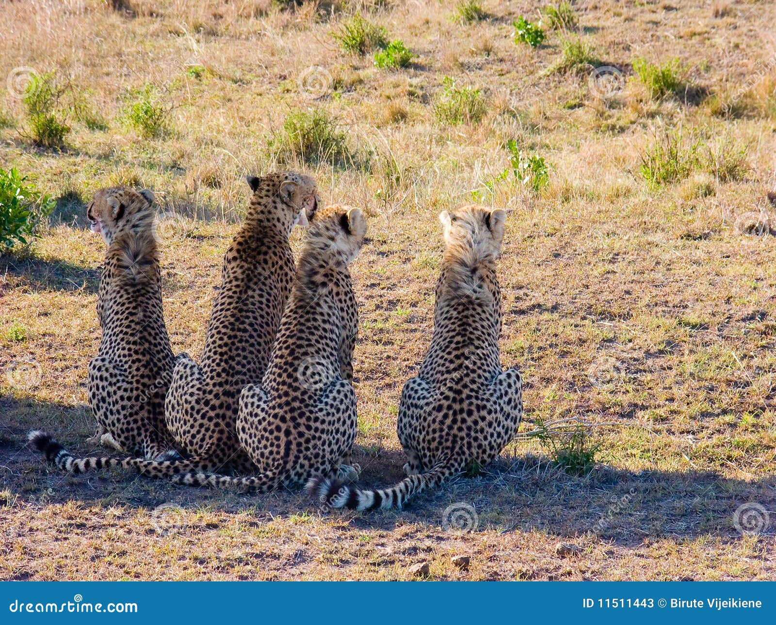 Four cheetahs stock image. Image of mammal, safari, nature - 11511443