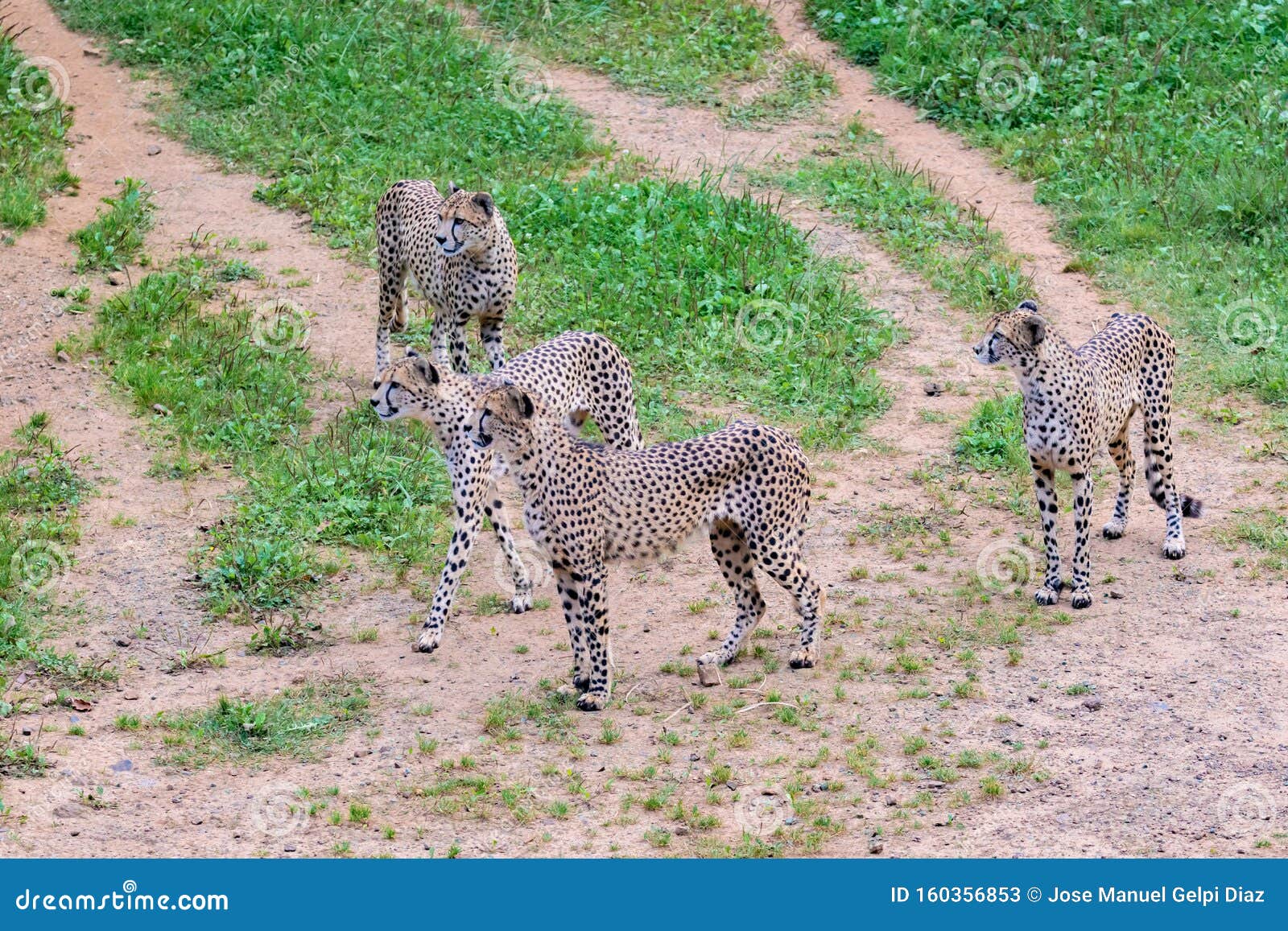 Four Cheetahs in the Meadow Stock Image - Image of feline, predator ...