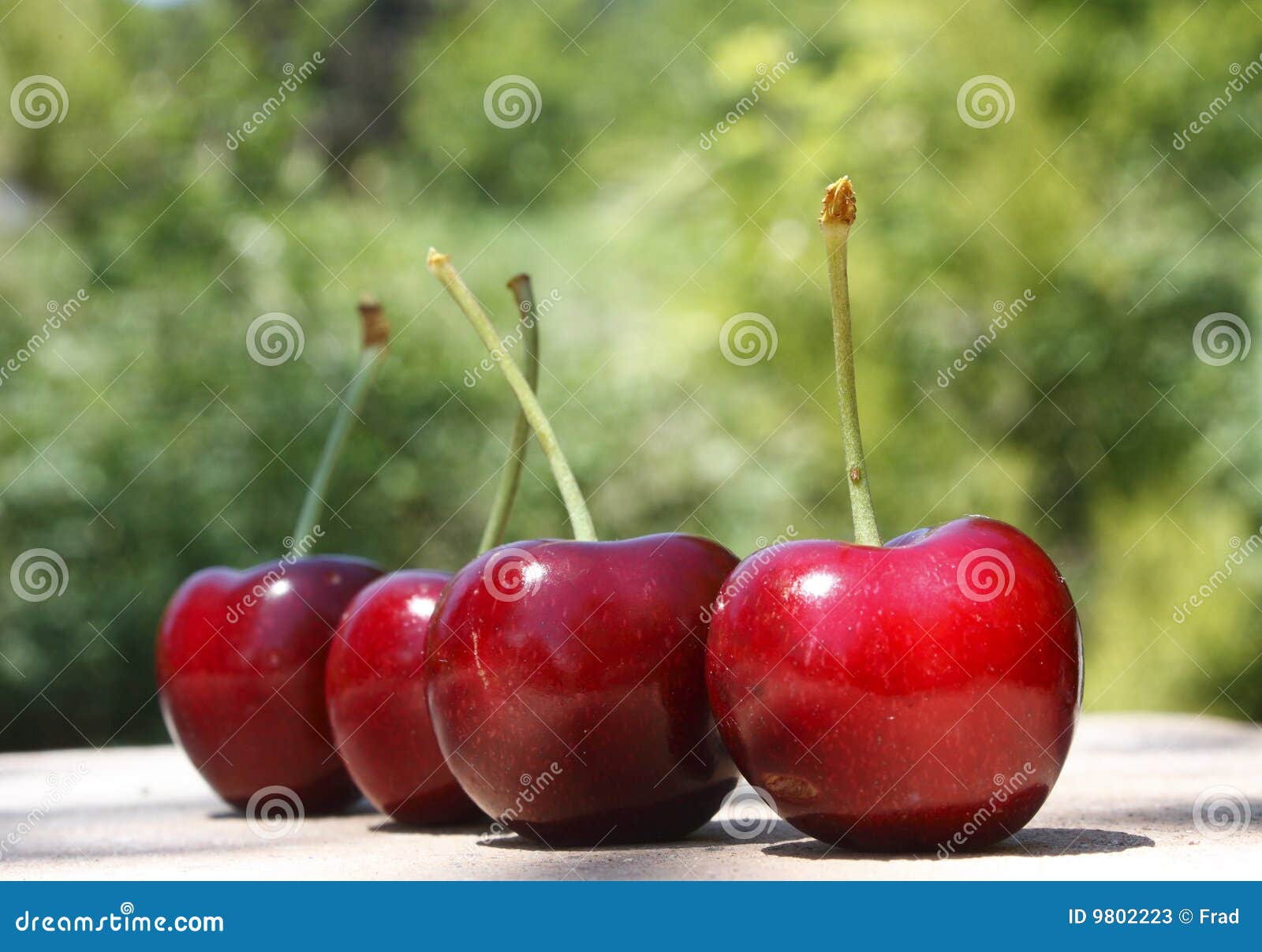 Four cherries stock image. Image of nature, garden, summer - 9802223