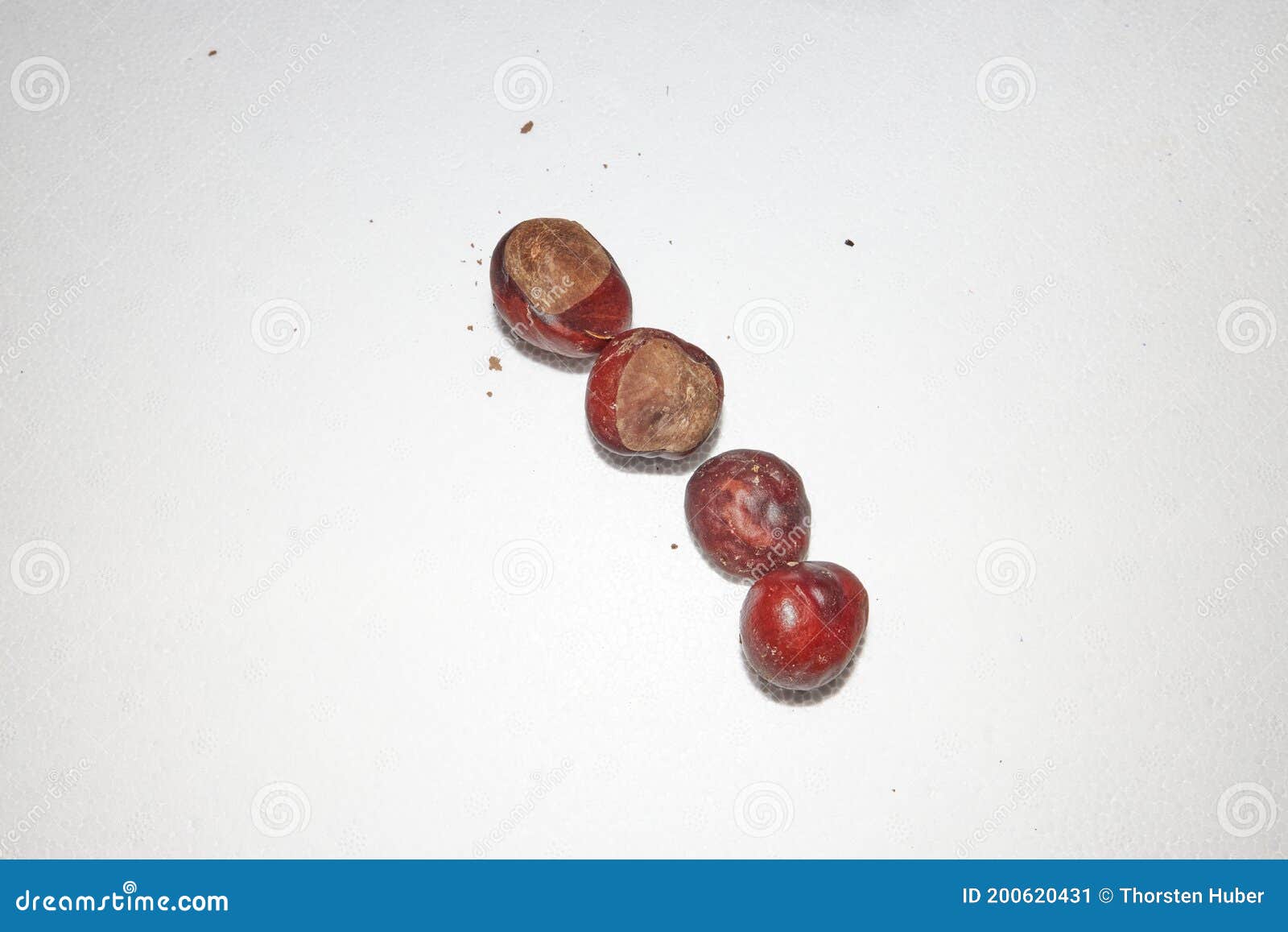 Four Chestnuts Building a Line Stock Image - Image of chestnuts ...