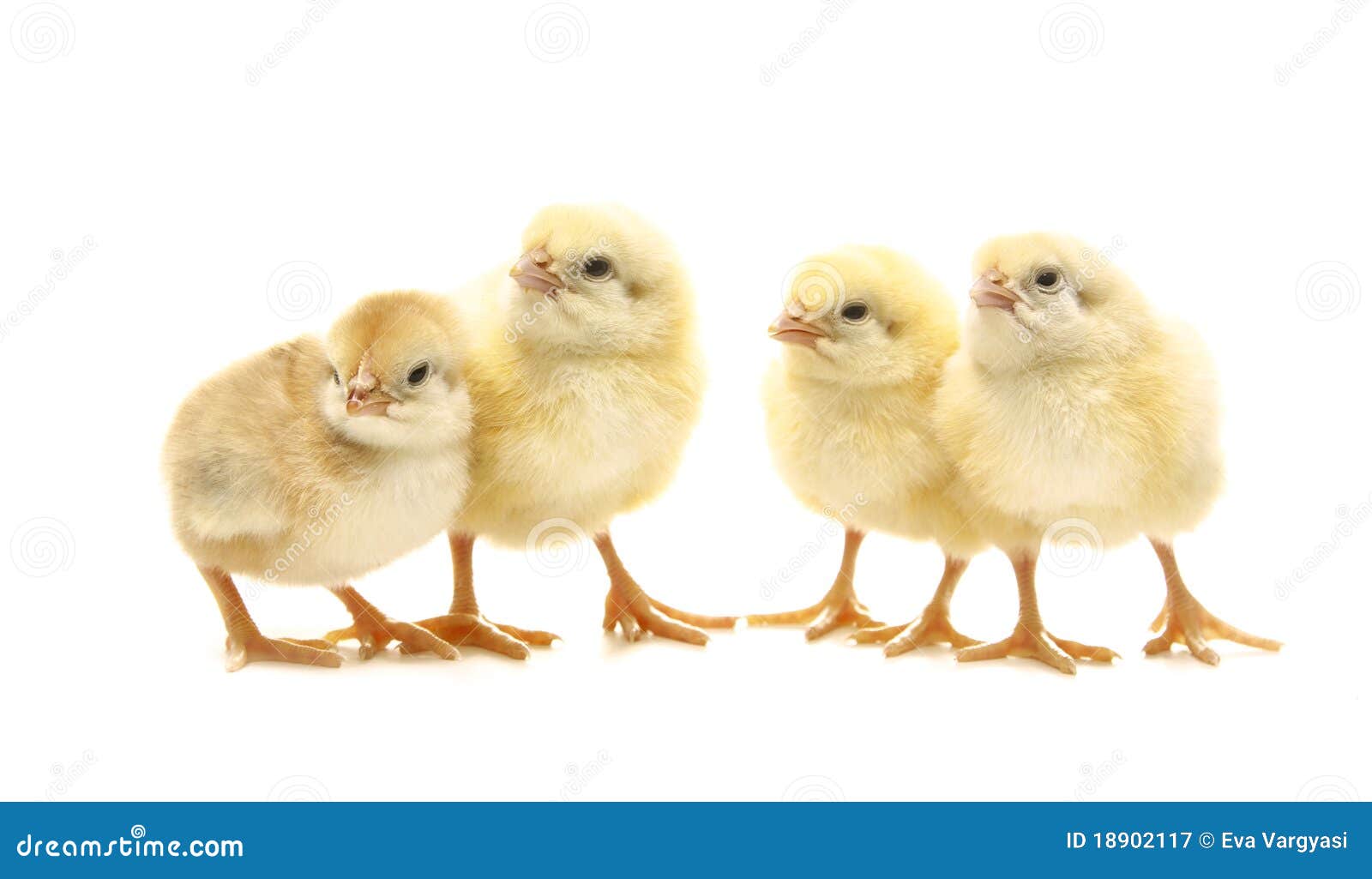 Four chicken stock image. Image of baby, funny, born - 18902117