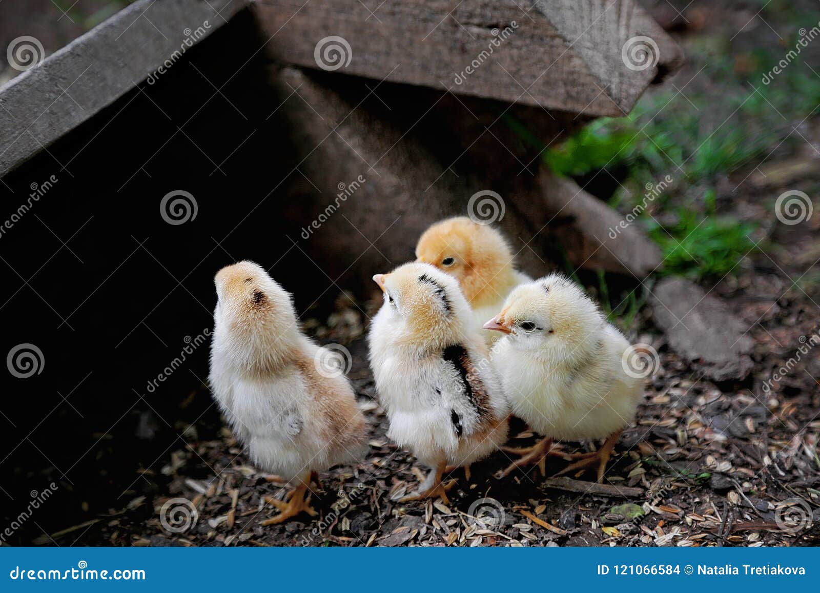 Four Chicken Standing on the Grass Stock Photo - Image of four, farm ...