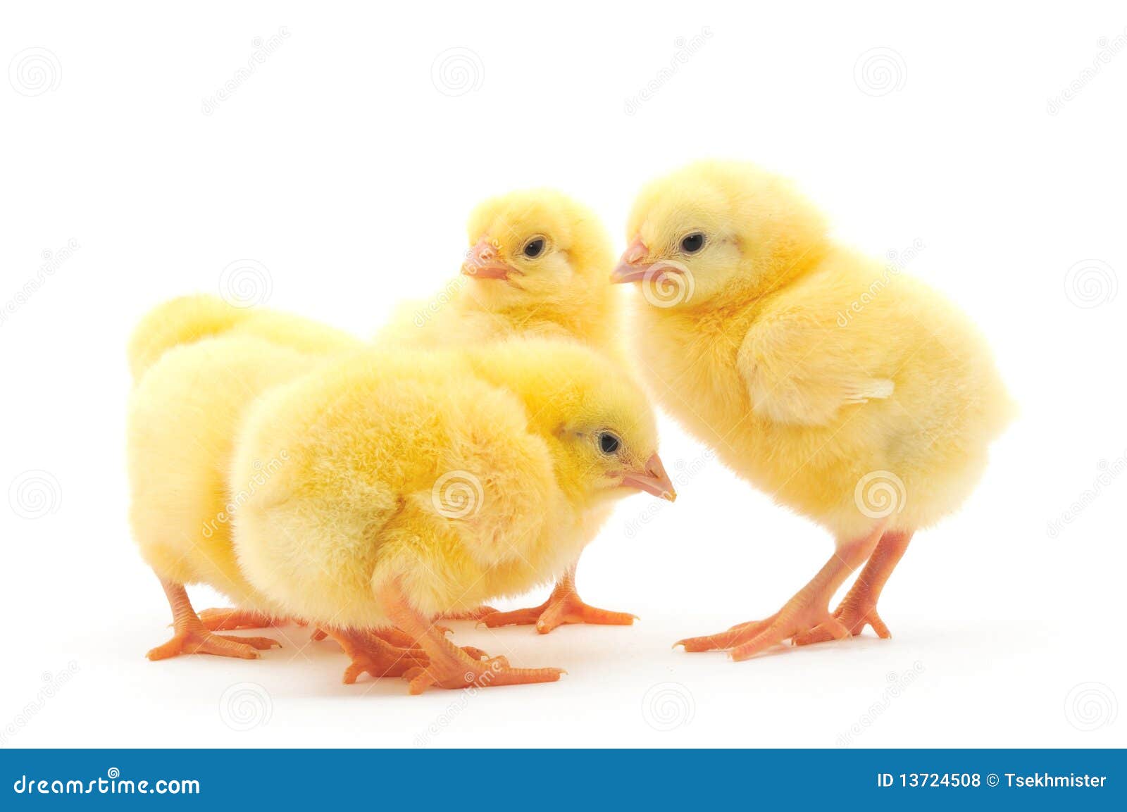 Of The Four Chickens Standing In A Row, One Turned Away, And One Walked ...