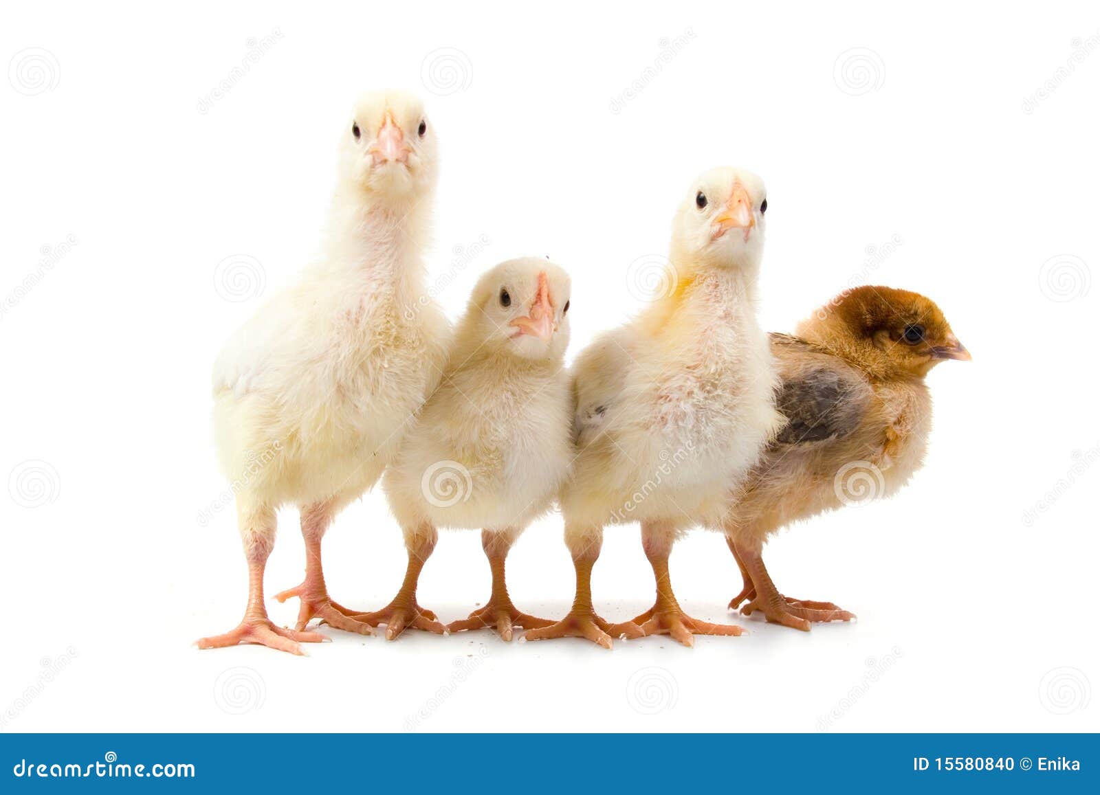 393 Four Chickens Photos - Free & Royalty-Free Stock Photos from Dreamstime