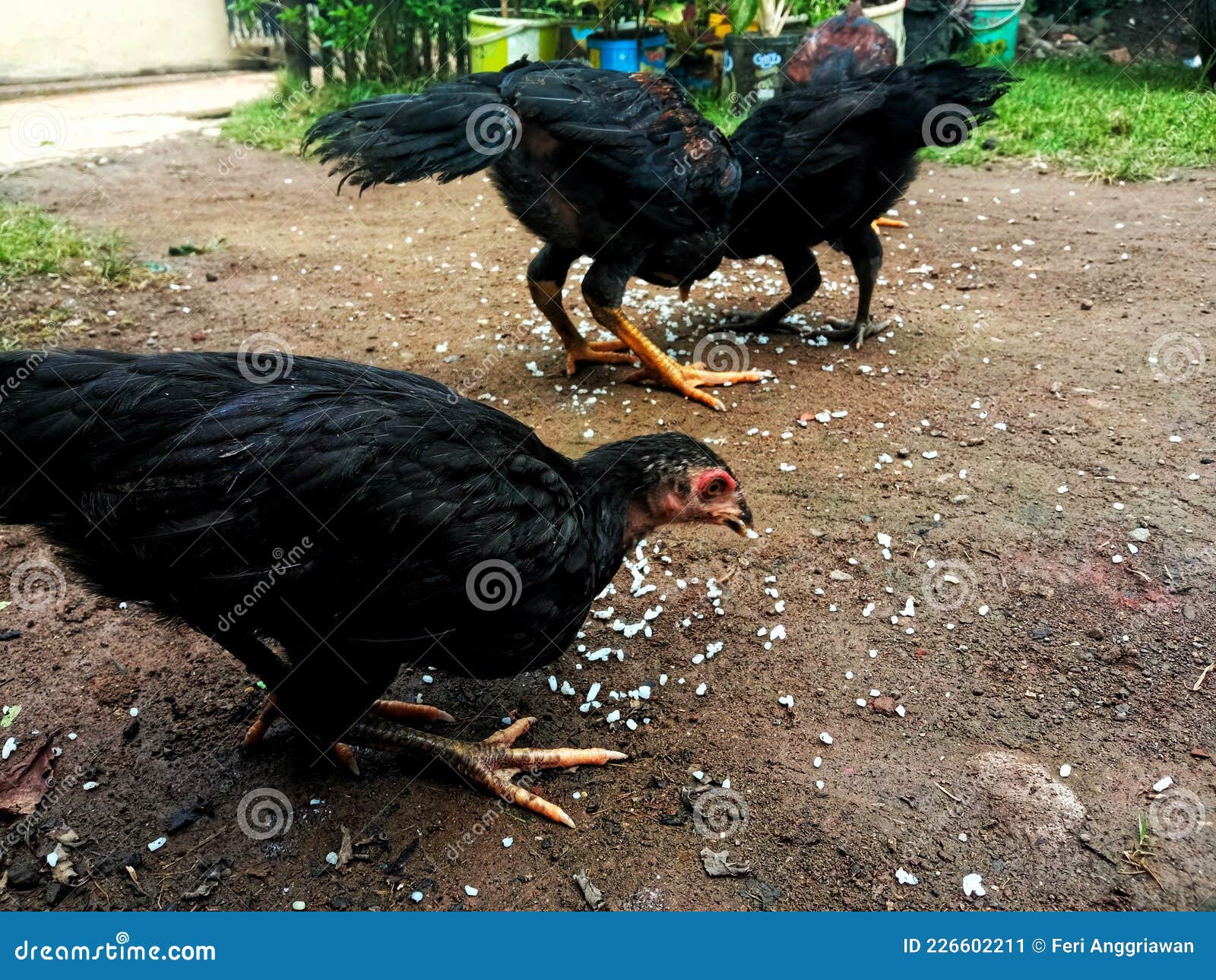 Four Chickens Eating Rice in Front of the House Stock Image - Image of ...