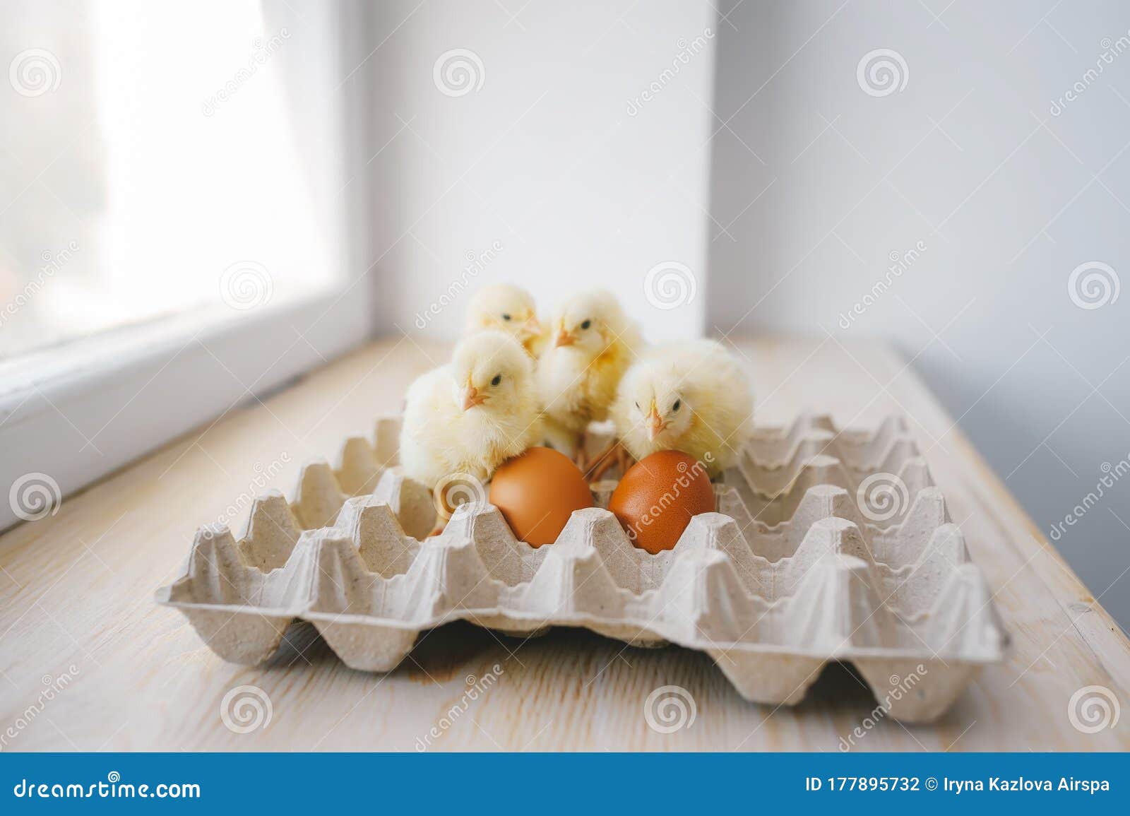 Four Chickens In A Chicken Coop Stock Image | CartoonDealer.com #20808775
