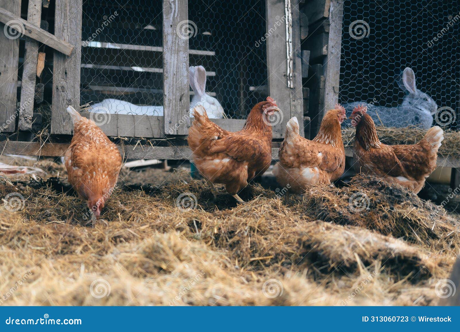 Four Chickens In A Chicken Coop Stock Image | CartoonDealer.com #20808775