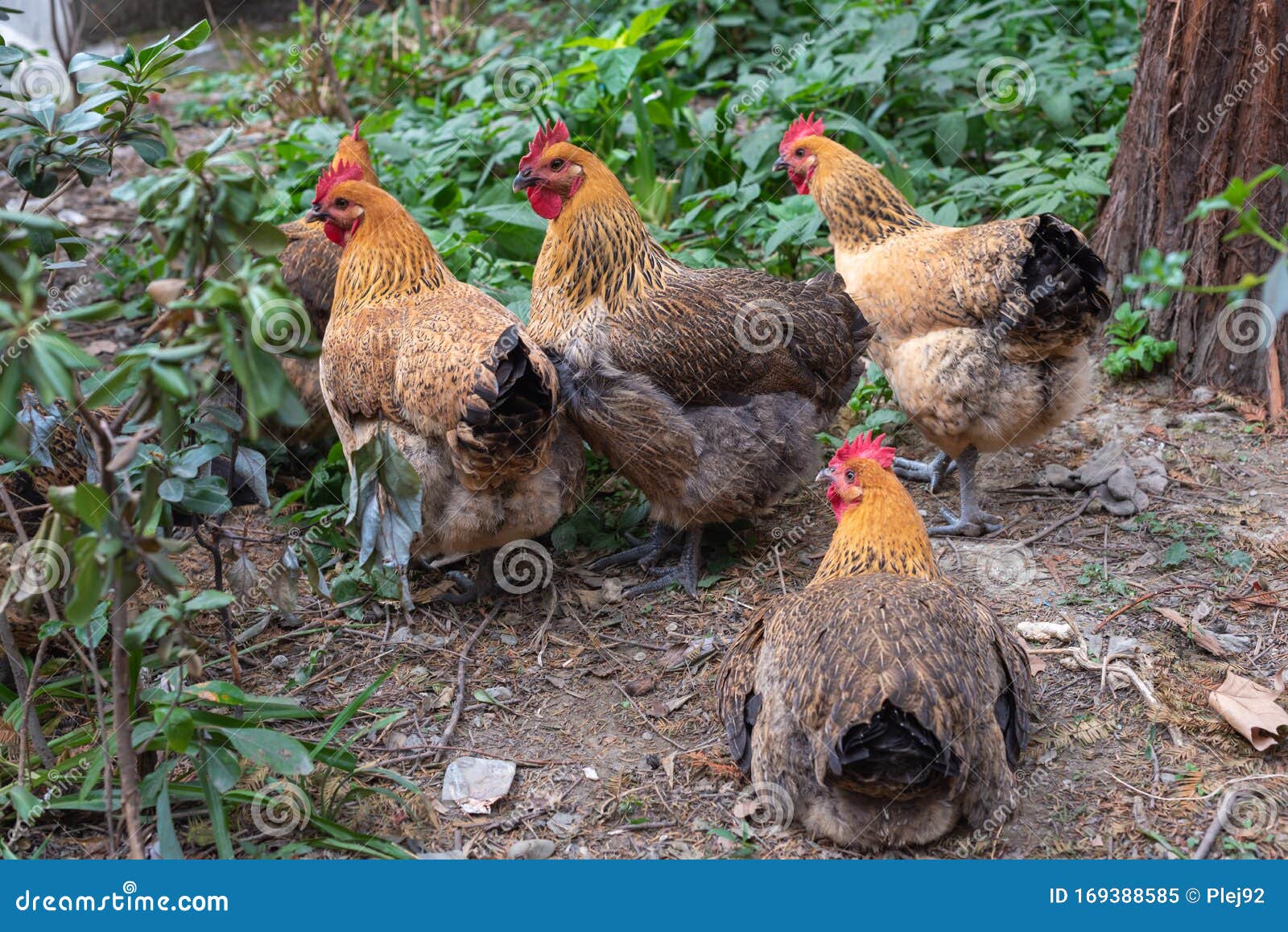 Four chickens by a tree stock image. Image of head, camera - 169388585