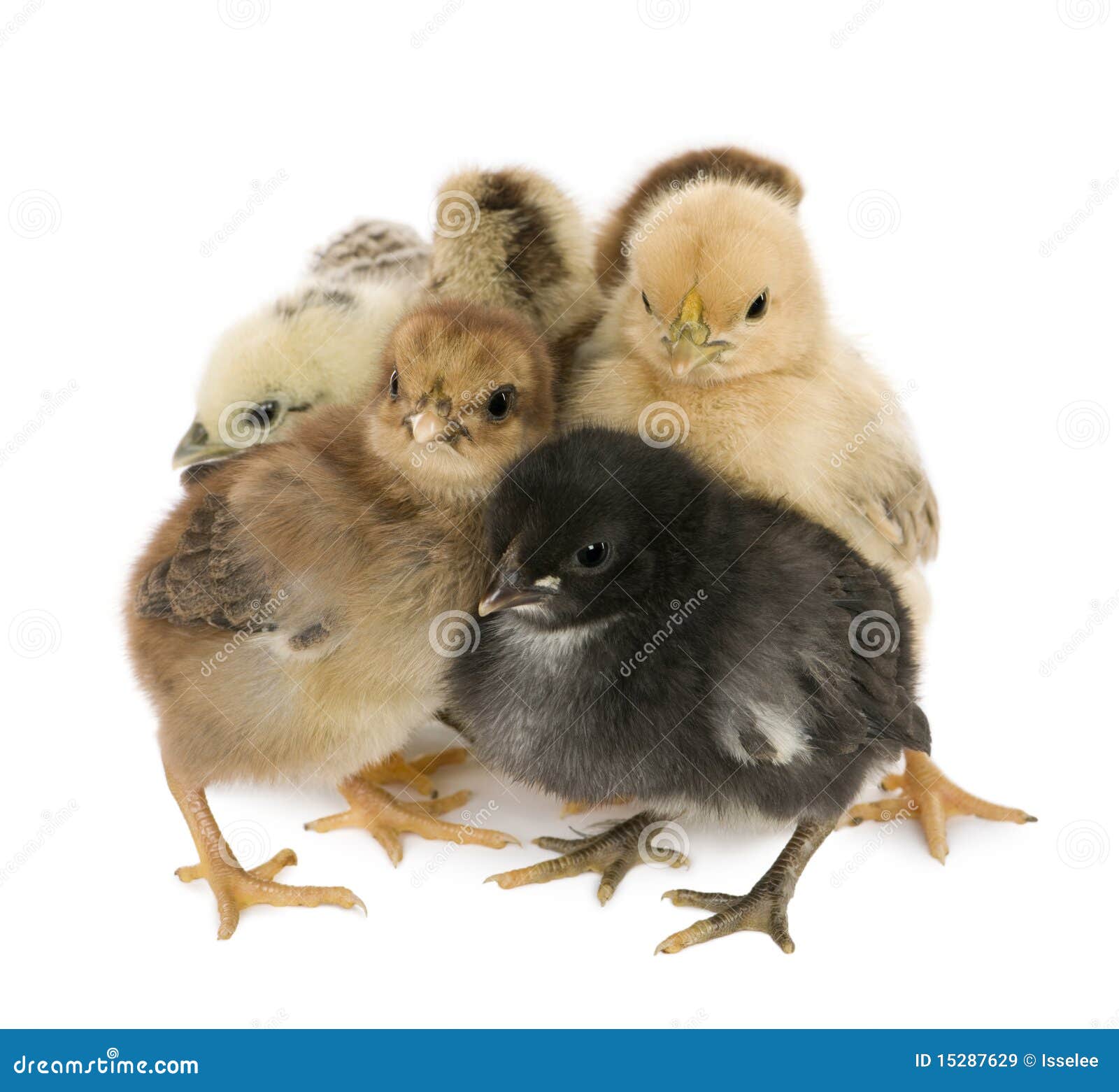 Four chicks stock image. Image of feathers, looking, front - 15287629