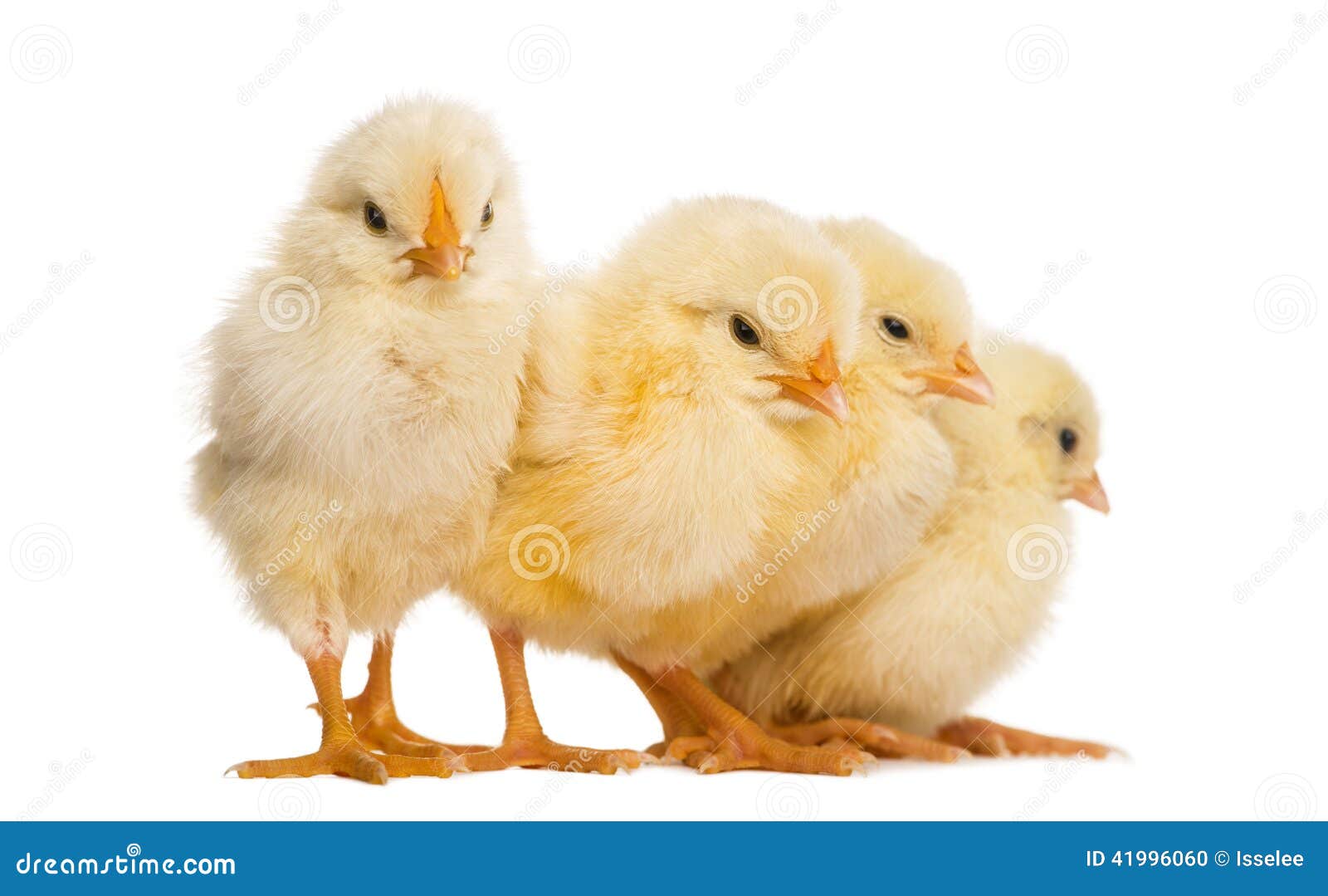 Four Chicks in a Row (8 Days Old), Isolated Stock Photo - Image of bird ...
