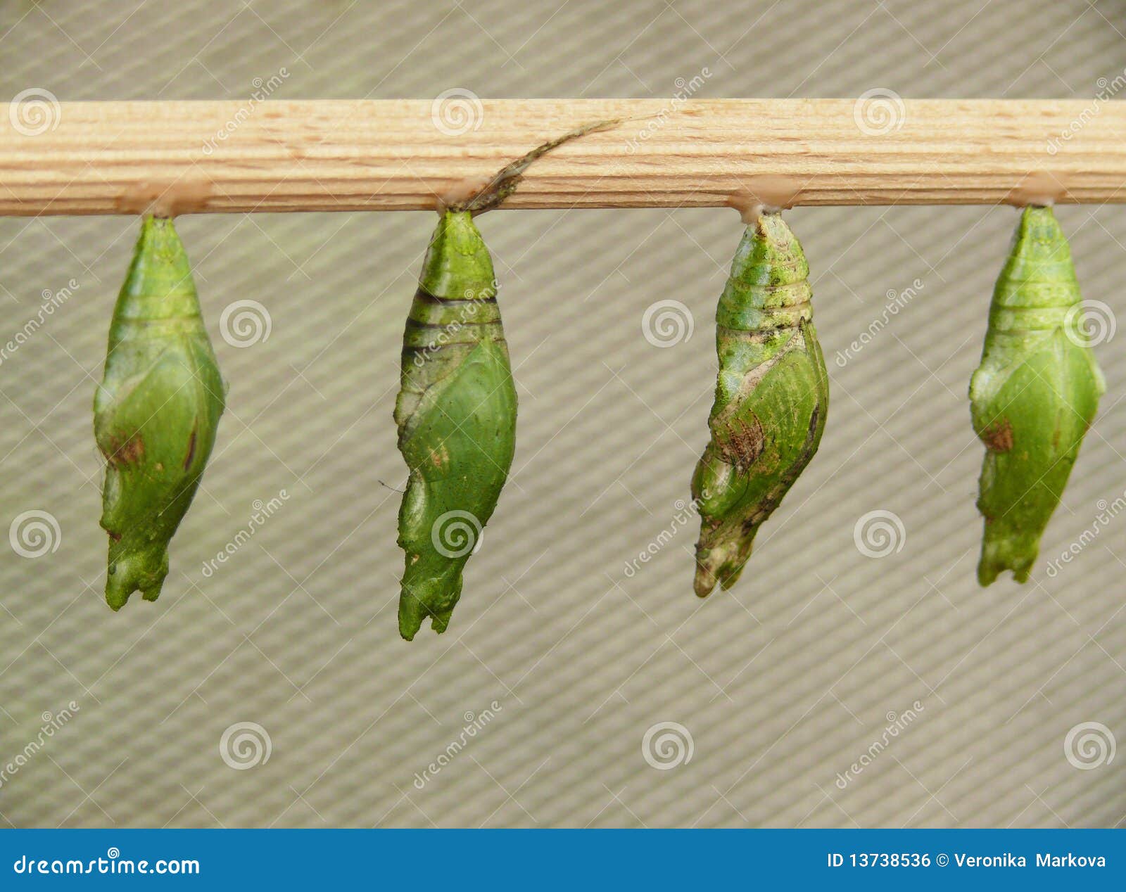 Four chrysalises stock photo. Image of life, detail, nymphae - 13738536
