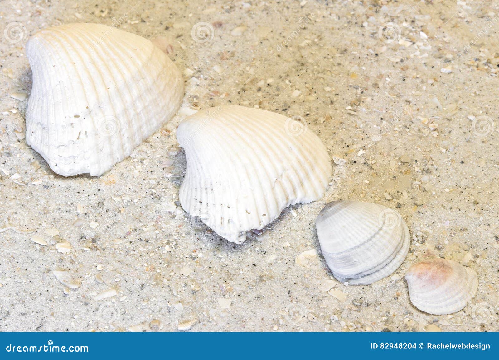Four Shells With An Interesting Structure And Pattern Stock Photography ...