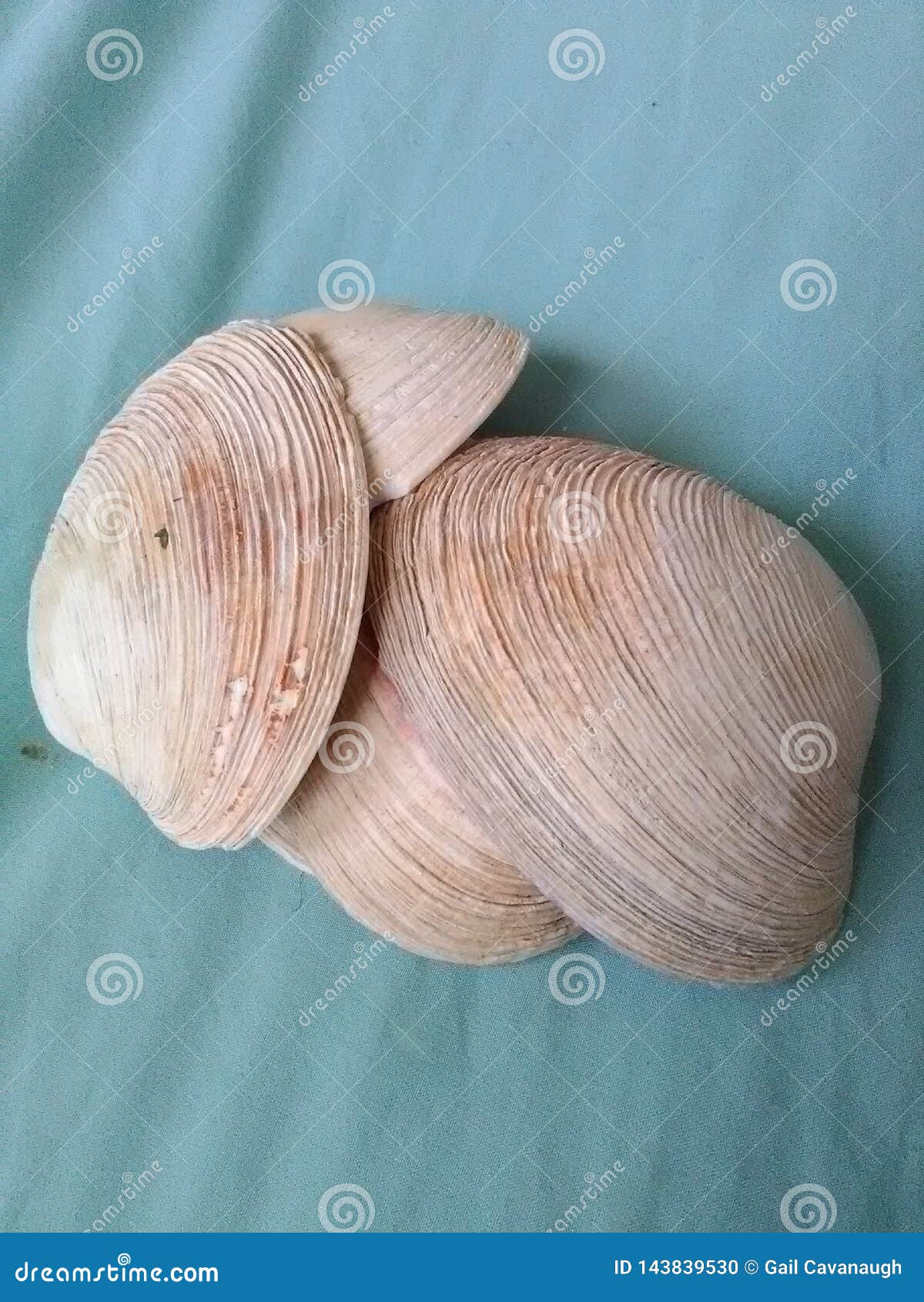 Four Shells with Ridges in a Pile. Stock Photo - Image of piled, shells ...