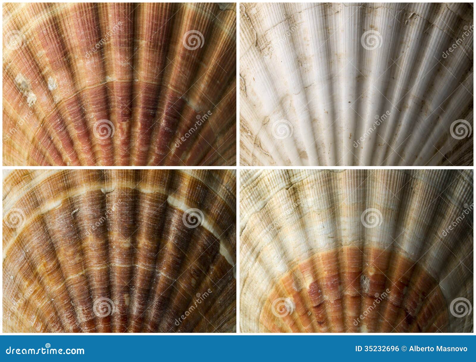 Four Close up of Seashells stock photo. Image of creature - 35232696