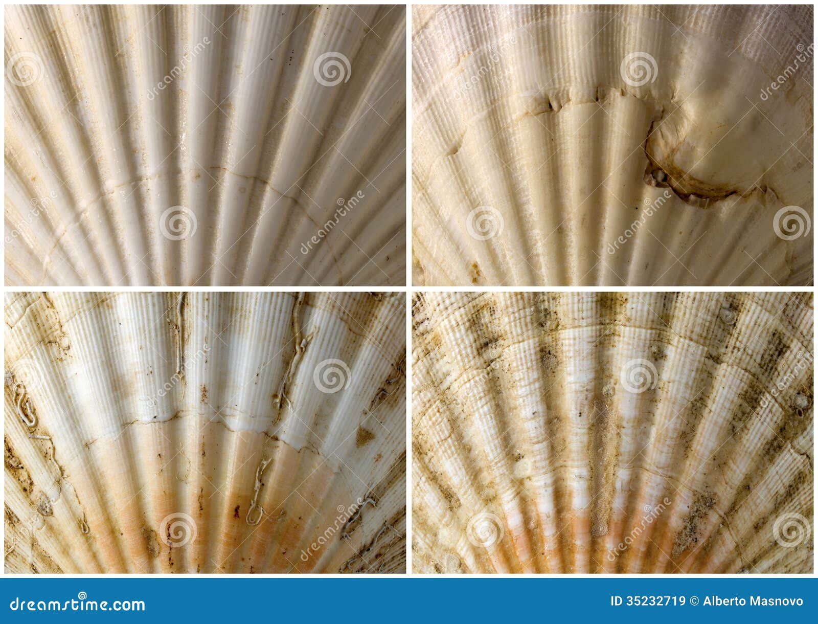 Four Close up of Seashells stock image. Image of nature - 35232719