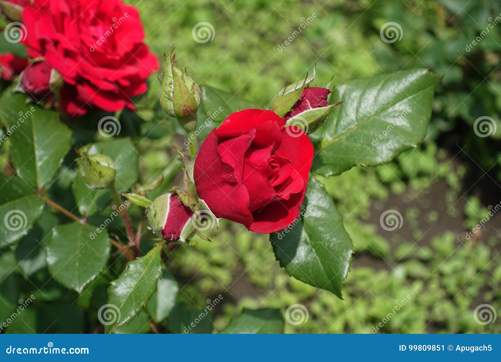 Four Closed Rose Buds and Half-opened One Stock Image - Image of bloom ...