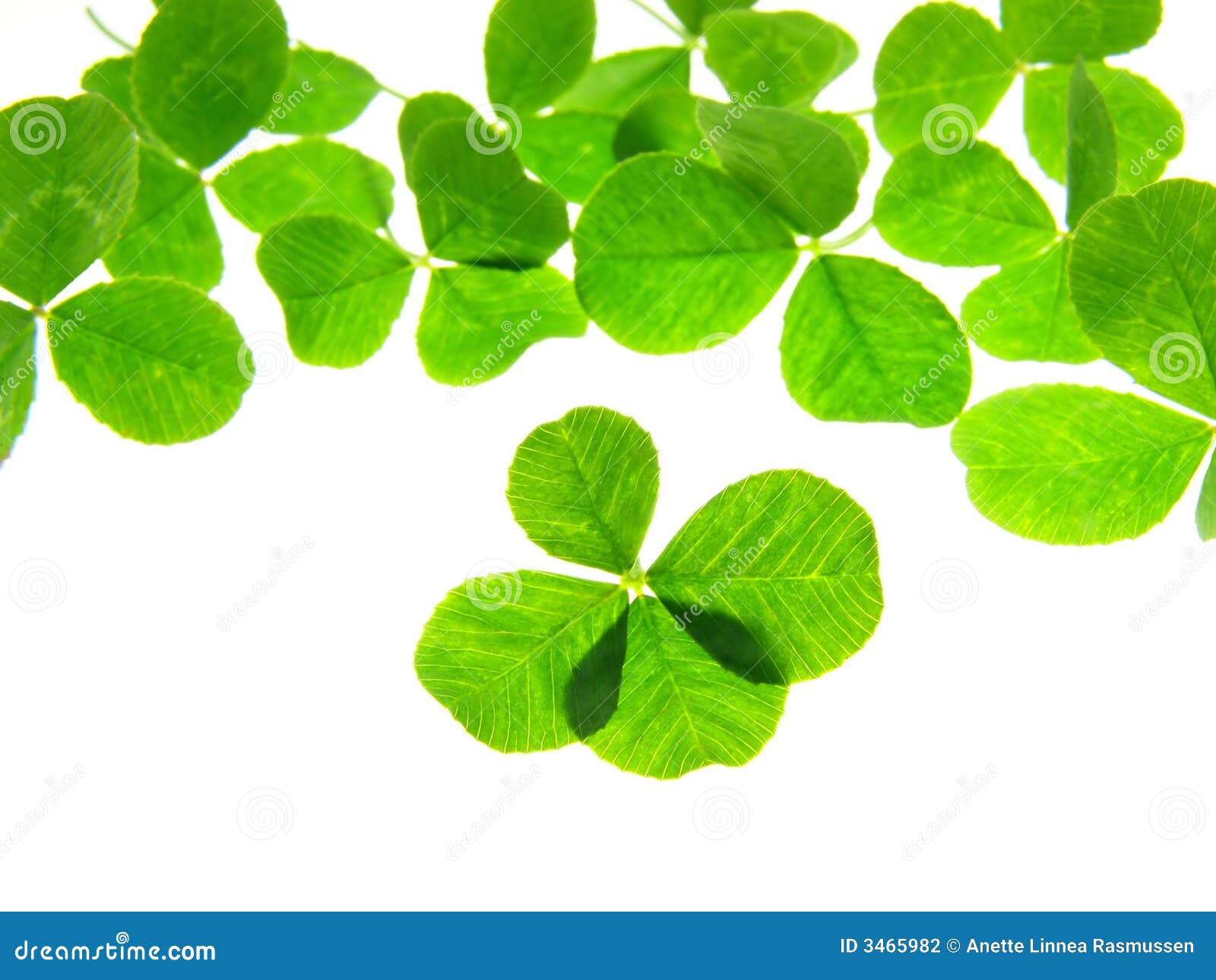 Four clover stock photo. Image of garden, saint, shamrock - 3465982