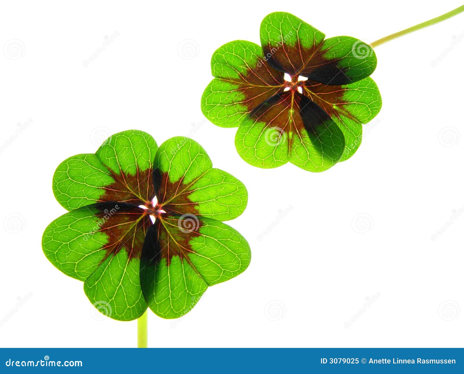 Four clover leaf stock image. Image of luck, success, symbol - 3079025
