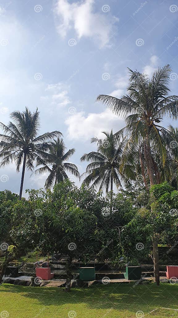 Four coconur trees stock image. Image of leaf, four - 219375933