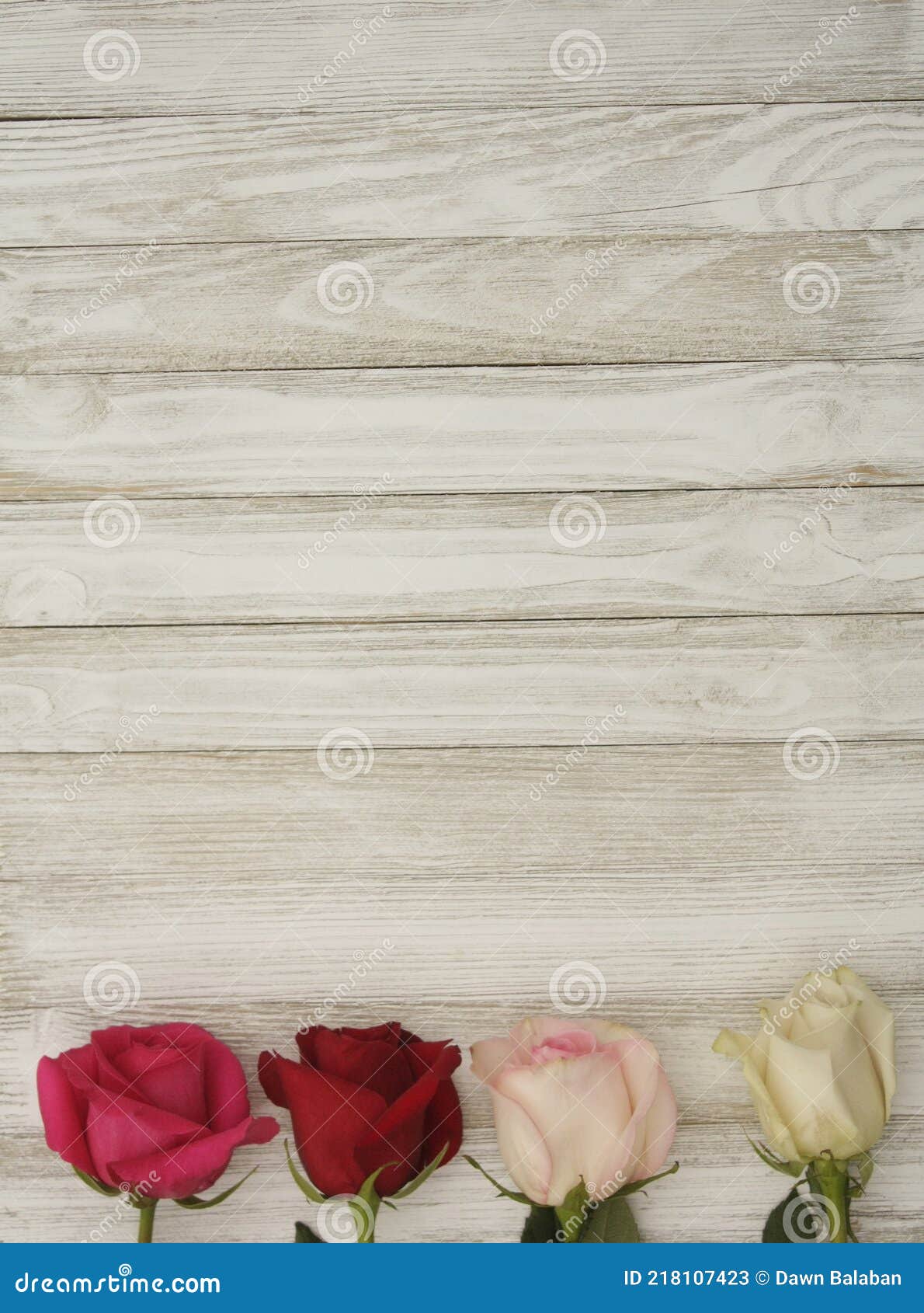Roses on Rustic White Wooden Background Stock Image - Image of mother ...