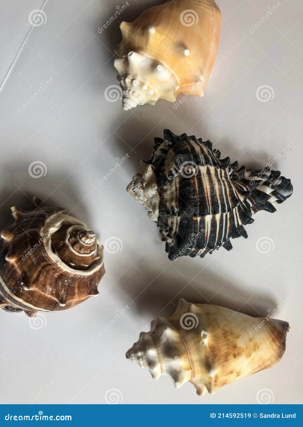 Beautiful Beach Shells on White Background Stock Image - Image of ...