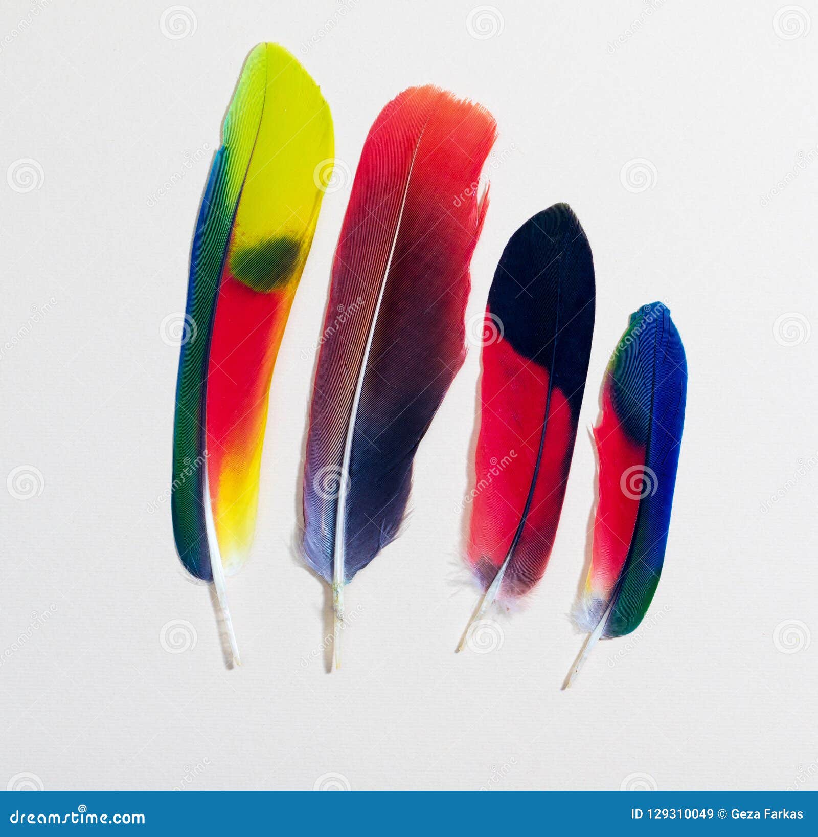 Four Colorful Bird Feathers on White Stock Image - Image of lightweight ...