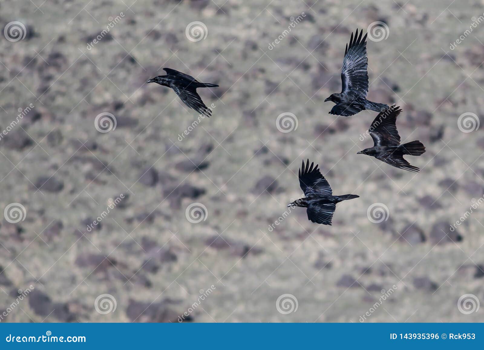 Four Common Ravens Flying Over the Canyon Floor Stock Photo - Image of ...