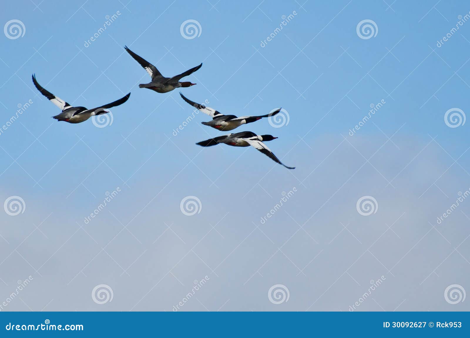 Common Mergansers Flying in a Cloudy Sky Stock Image - Image of bird ...