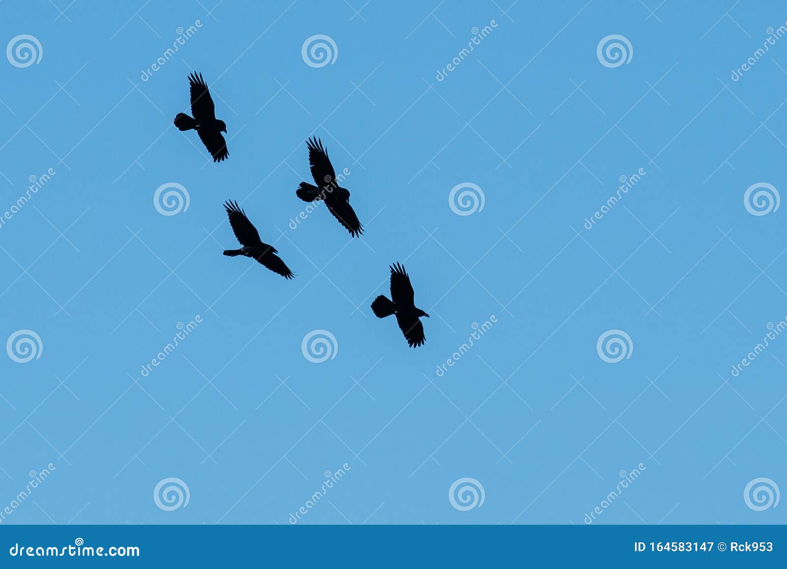 Four Common Ravens Flying in a Blue Sky Stock Image - Image of clear ...