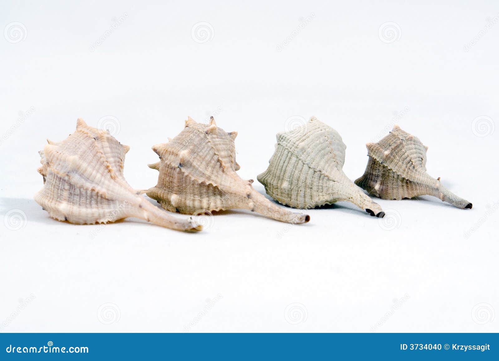 Four conch seashells stock photo. Image of still, shell - 3734040