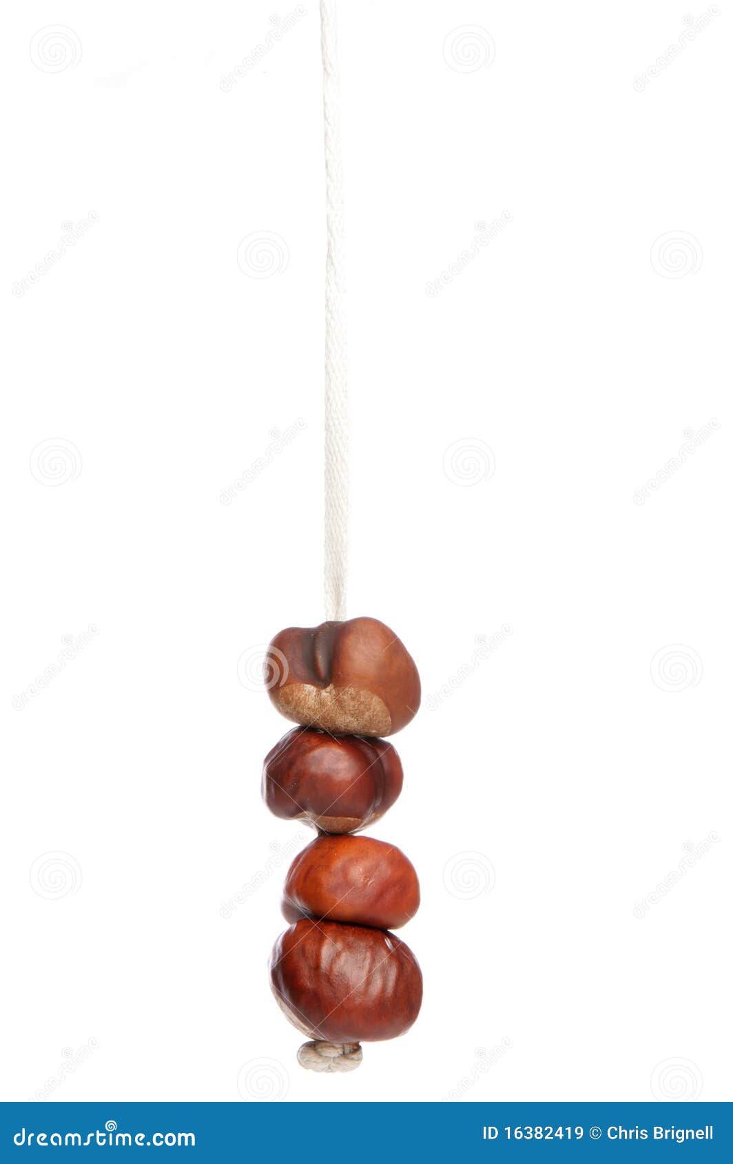 Four conkers on a string stock image. Image of chestnut - 16382419