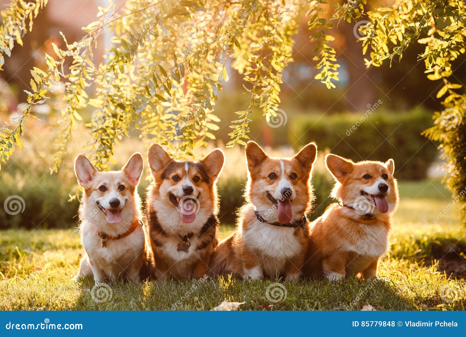 598 Four Rays Stock Photos - Free & Royalty-Free Stock Photos from ...