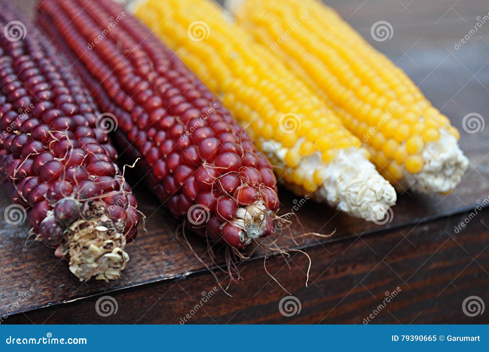 Four corn cobs stock image. Image of food, harvest, agriculture - 79390665