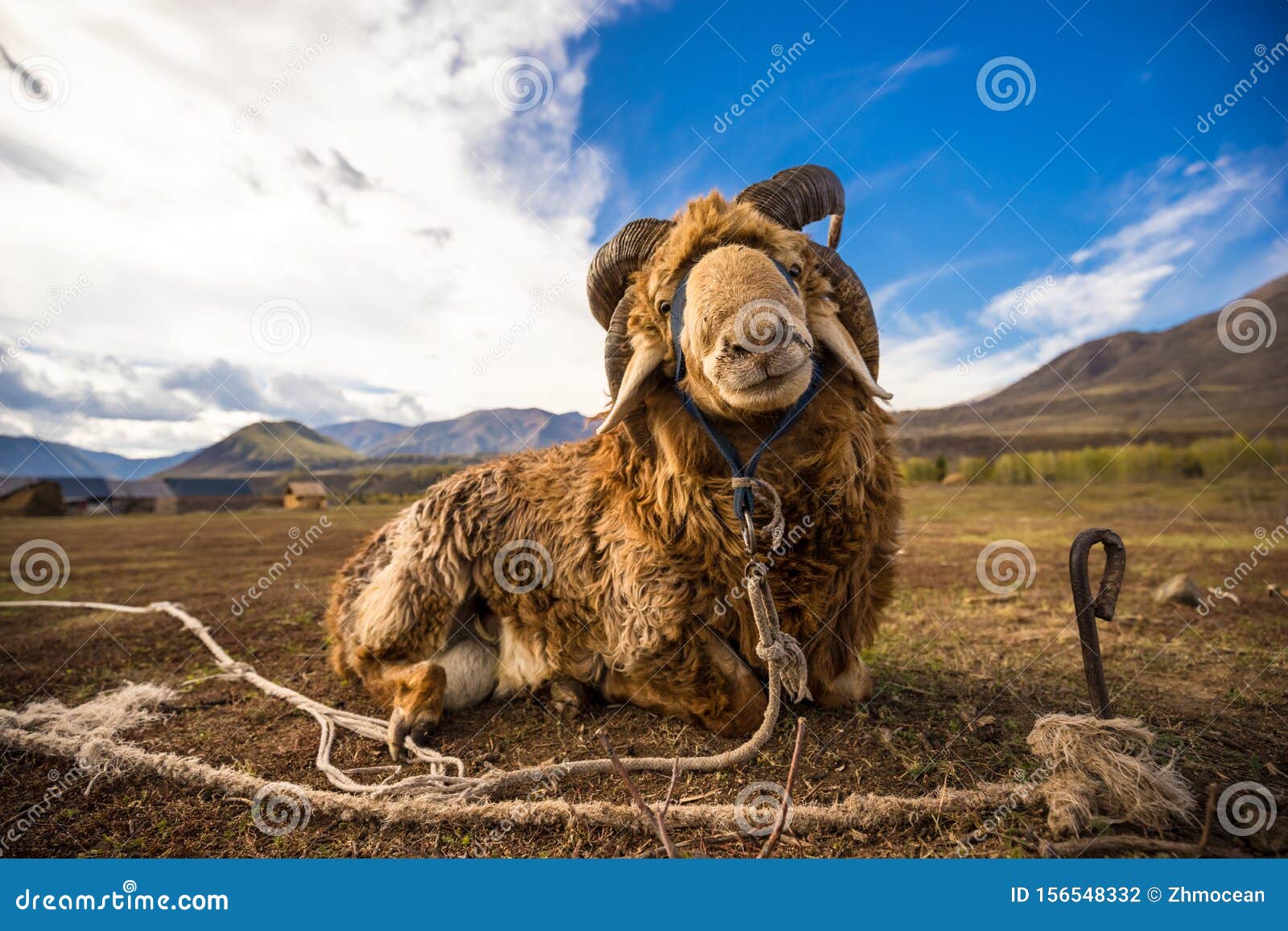 Four corners of the sheep stock photo. Image of corners - 156548332