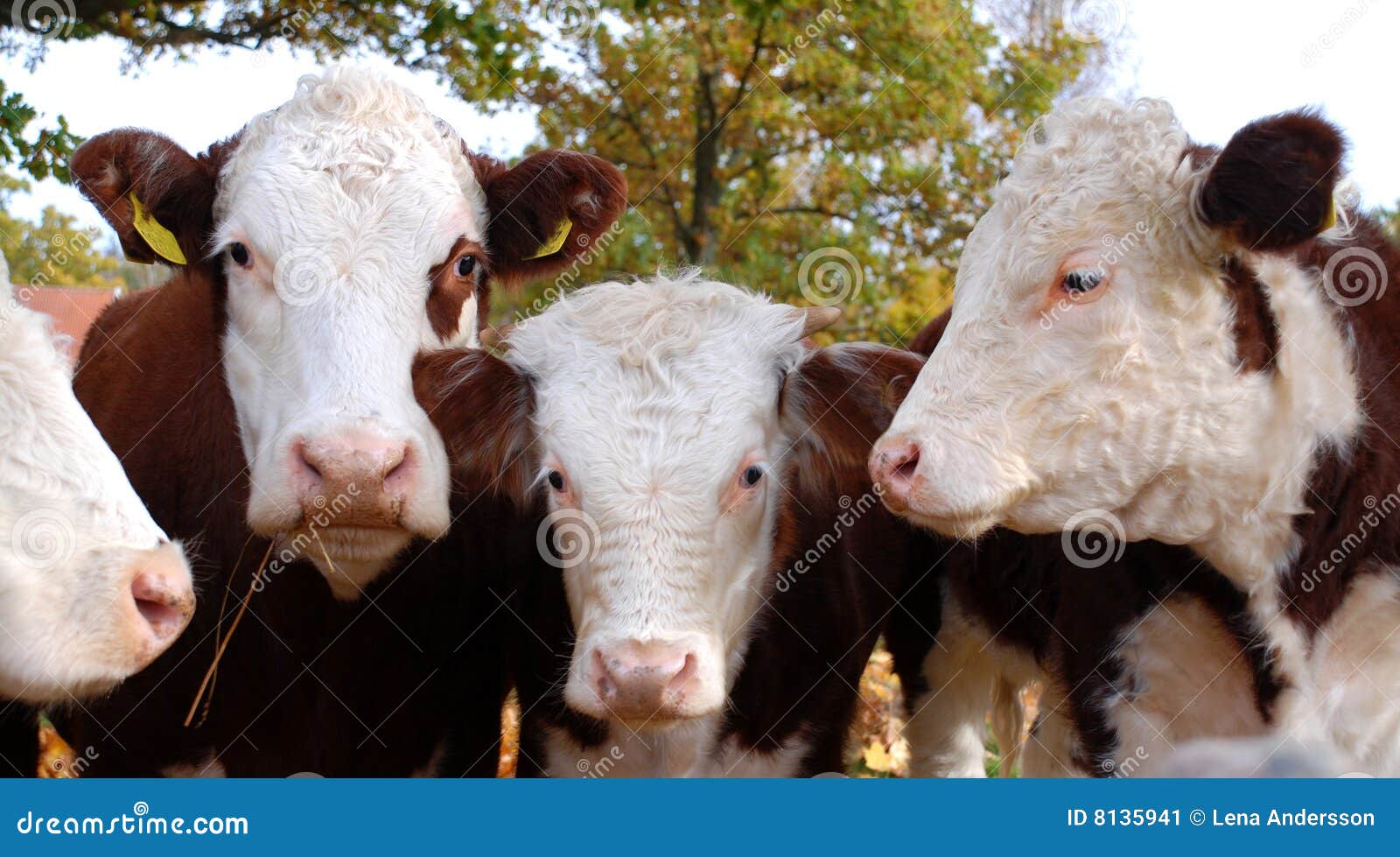 Four cow stock image. Image of animal, face, fall, nose - 8135941