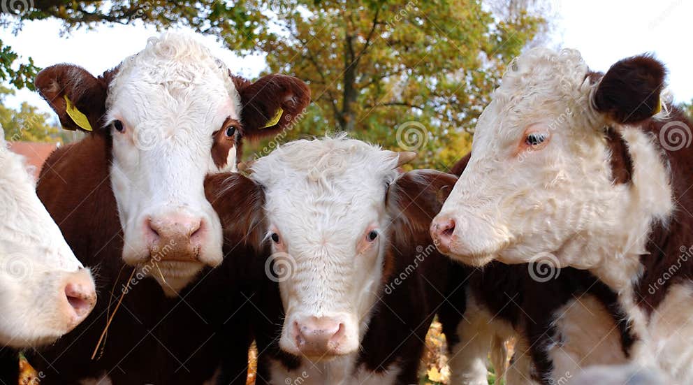 Four cow stock image. Image of animal, face, fall, nose - 8135941