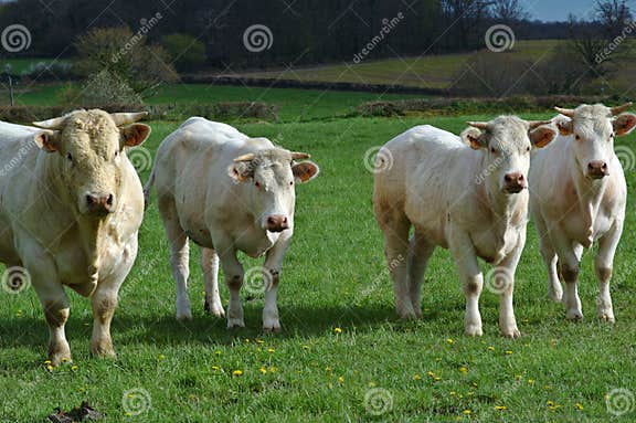 Four cows stock image. Image of milk, agriculture, white - 1028937