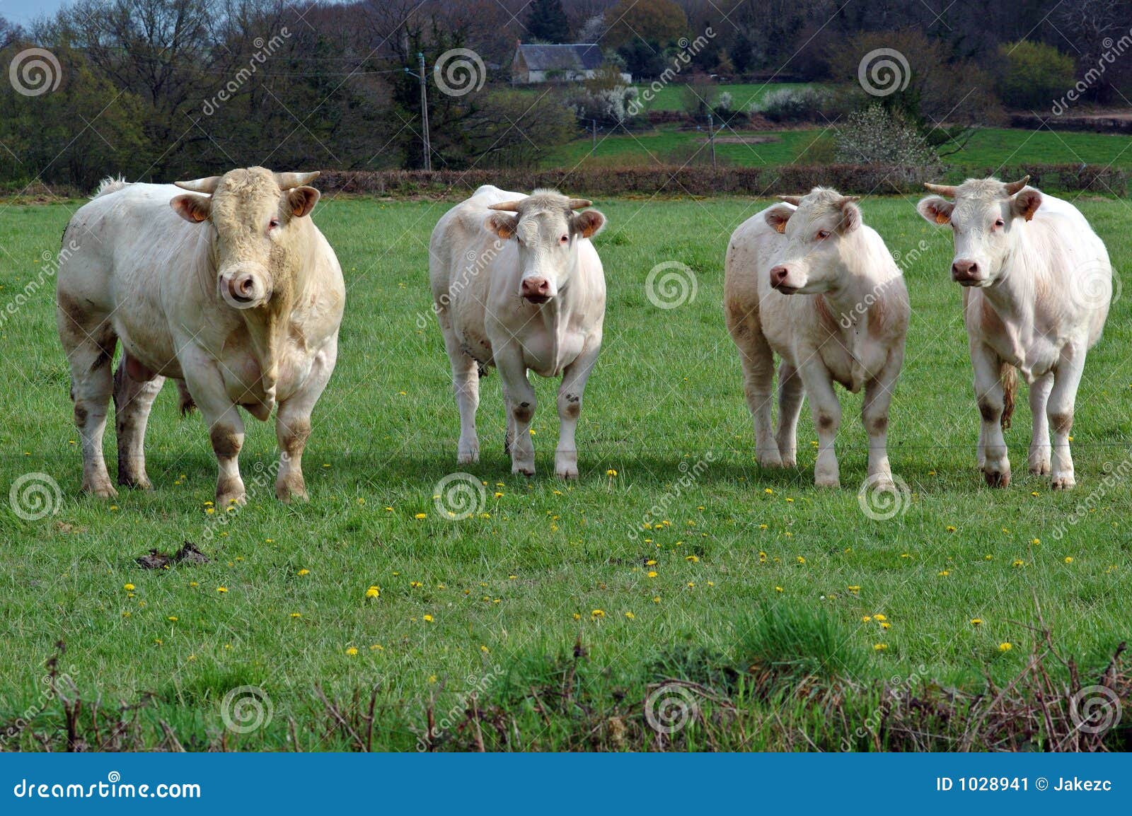 Four cows stock image. Image of pasture, farm, farmland - 1028941