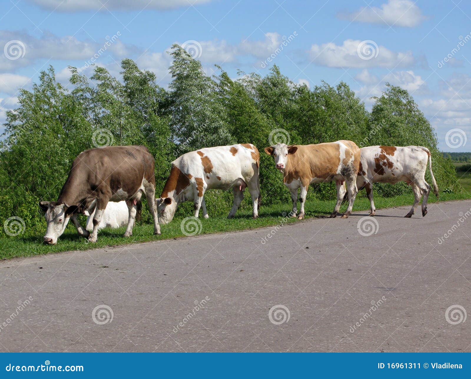 Four cows stock image. Image of agricultural, livestock - 16961311