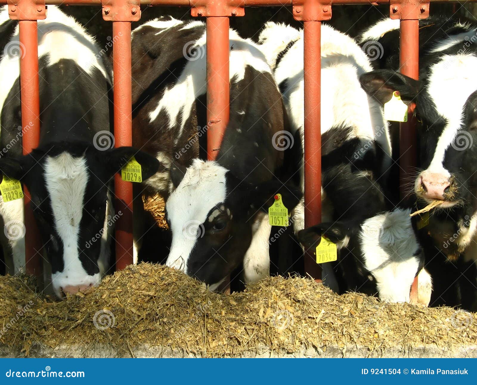 Four cows eating fodder stock photo. Image of farm, ranch - 9241504