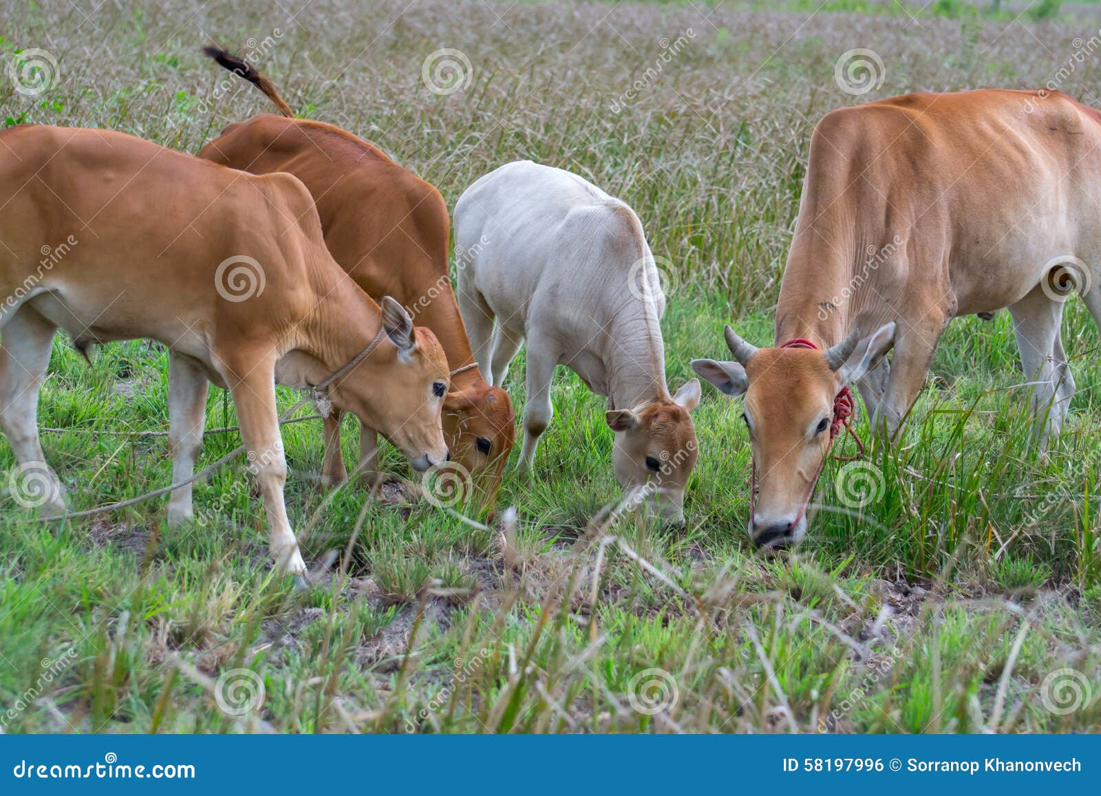 Four cows eating grass stock photo. Image of field, nature - 58197996