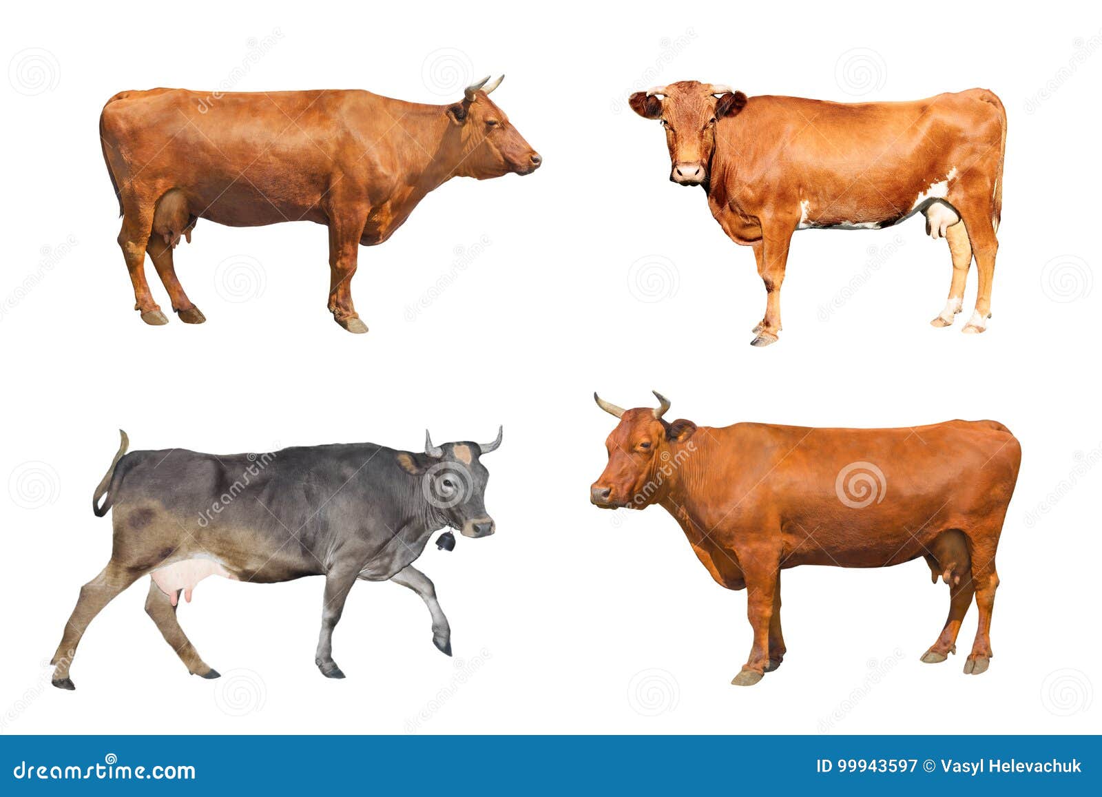 Four Cows Isolated Stock Photos - Free & Royalty-Free Stock Photos from ...