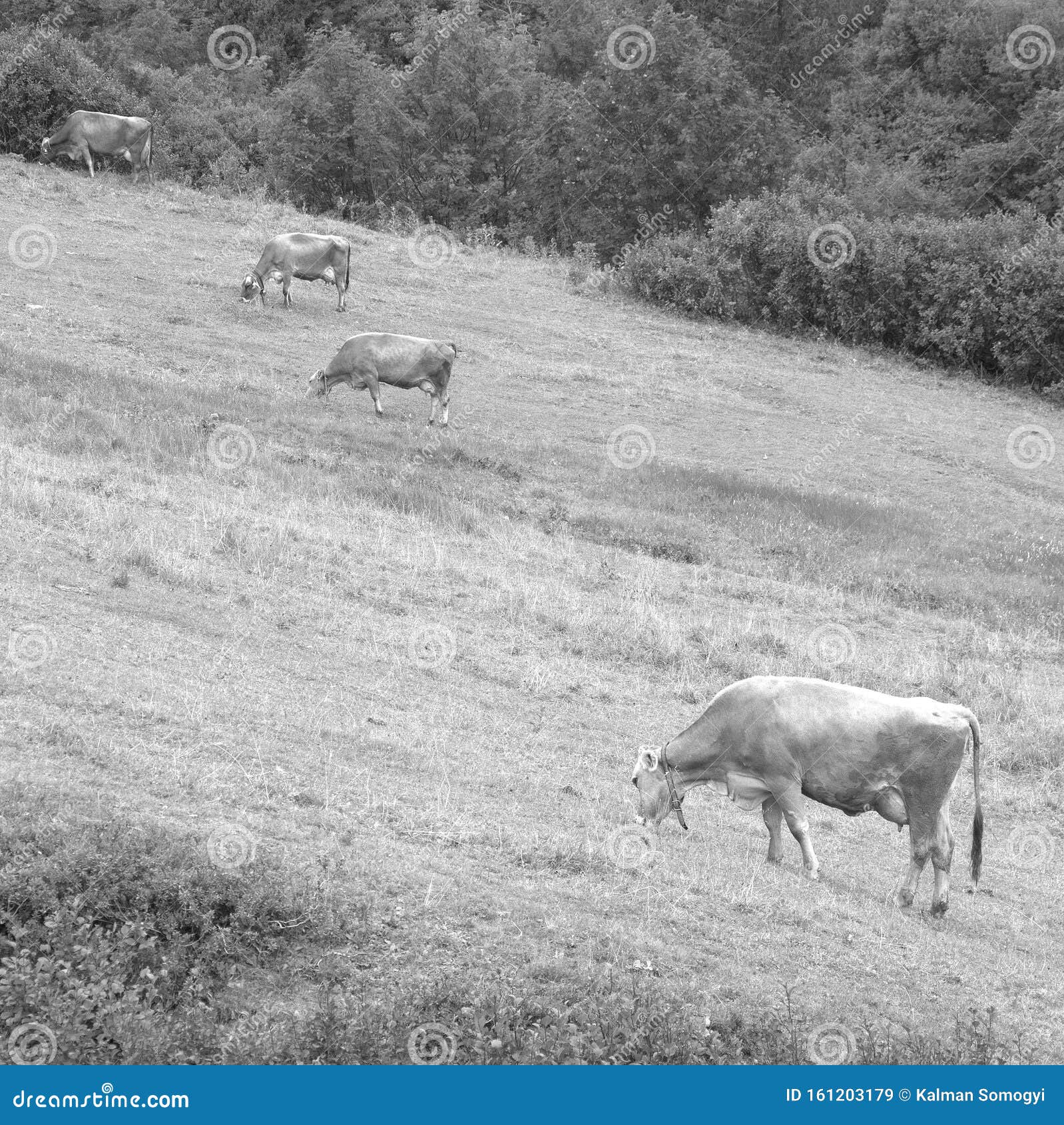 Cows on the field lined up stock image. Image of four - 161203179