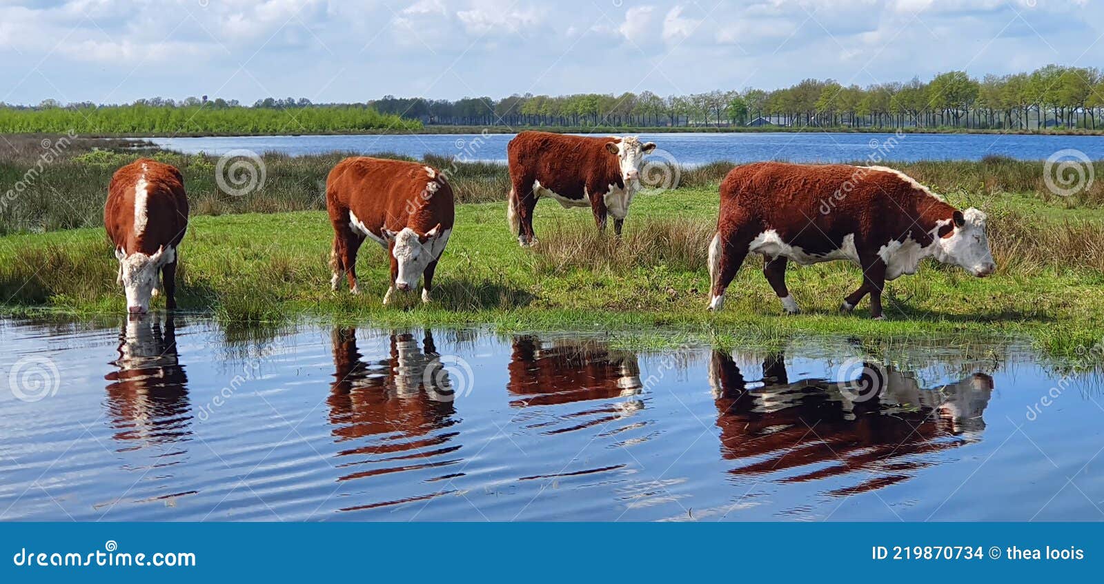 Four cows in a row stock photo. Image of animals, farm - 219870734