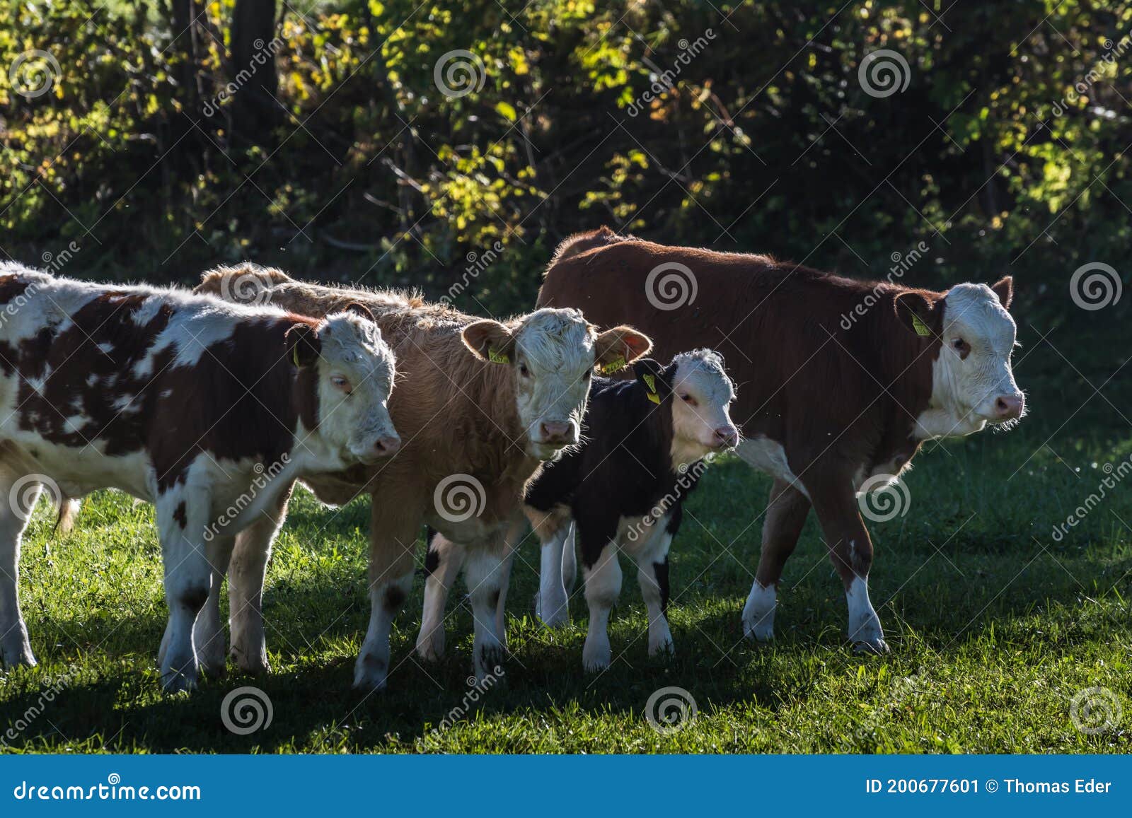Four Cows in a Row Look on a Green Pasture Stock Image - Image of ...