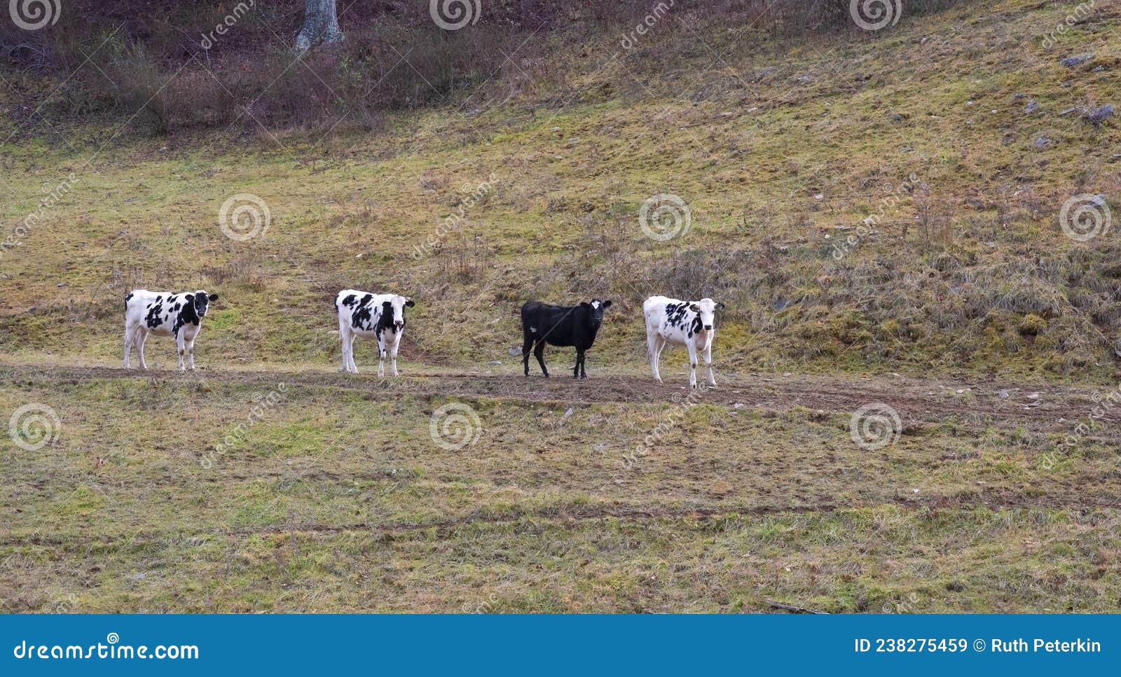 Four Cows in a Row stock image. Image of farm, green - 238275459