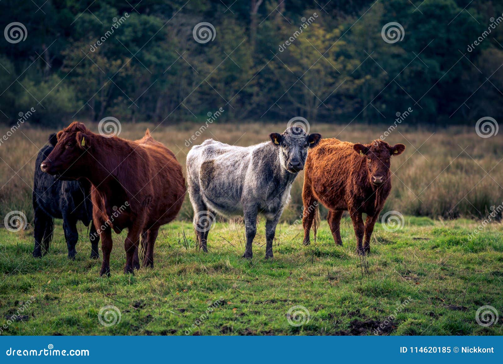 Four Cows Laying On Meadow In Grengiols, Switzerland. Famous Brown ...