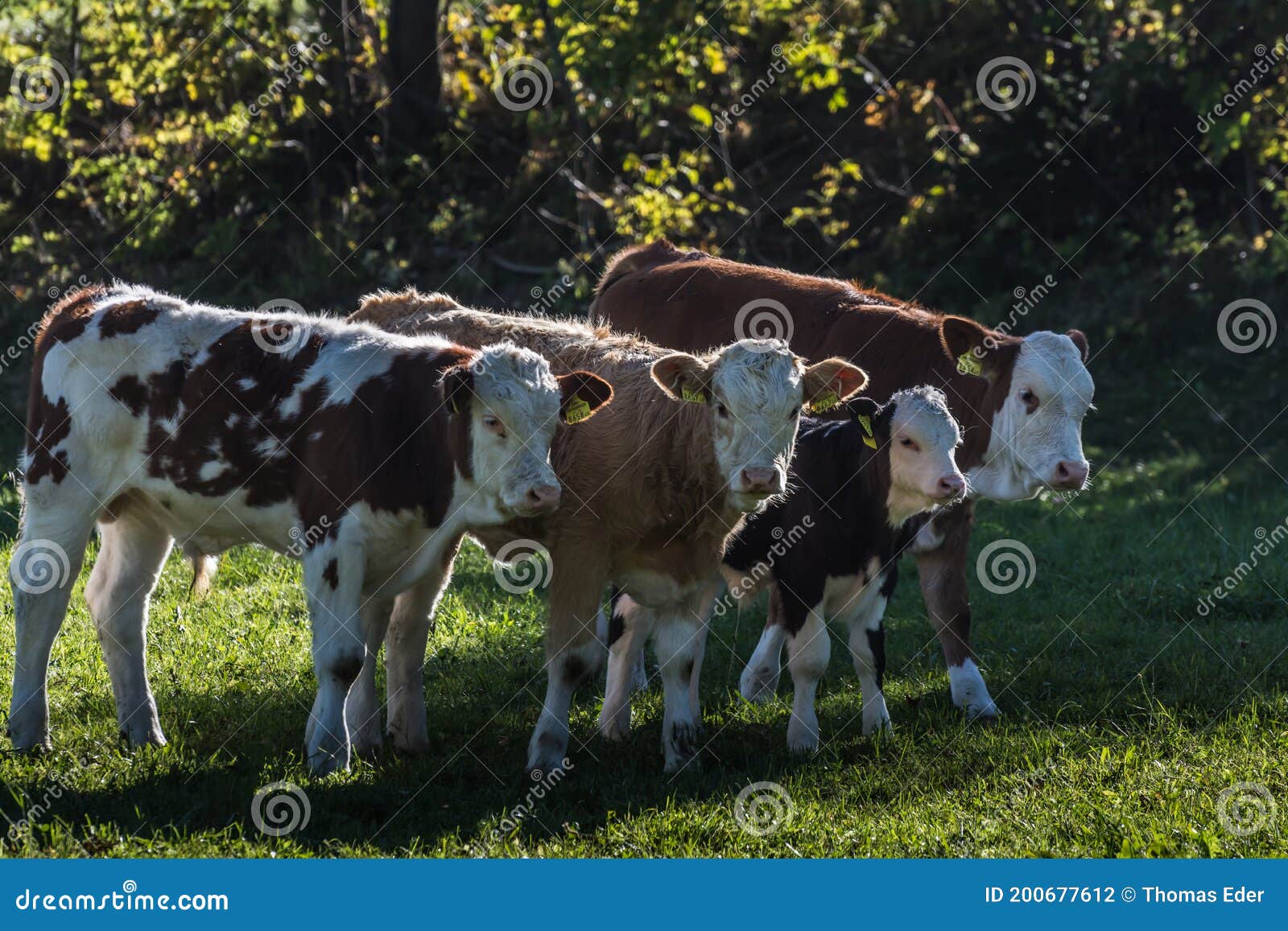 Four Cows Stand in a Row and Look in the Nature Stock Photo - Image of ...