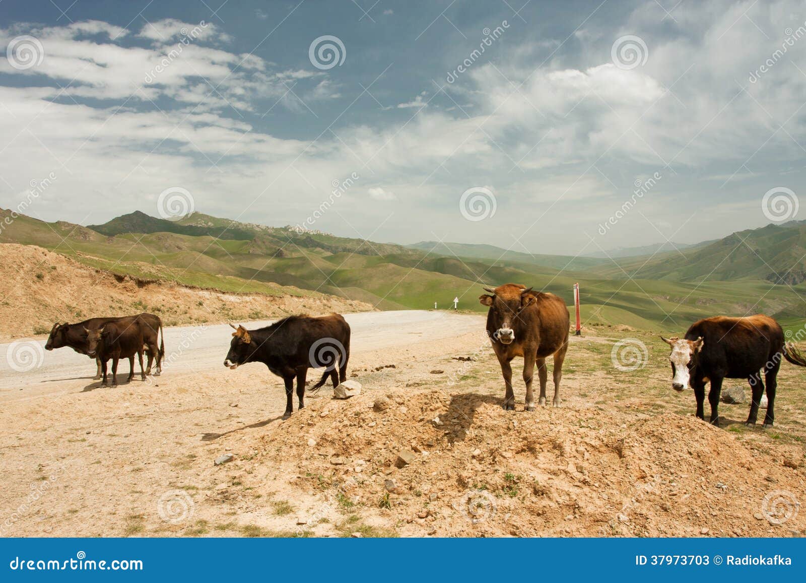 Four Cows Standing on a Country Road between the Mountains Stock Image ...